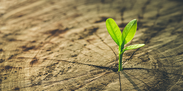 Emerging Renewed | Hoffman Institute